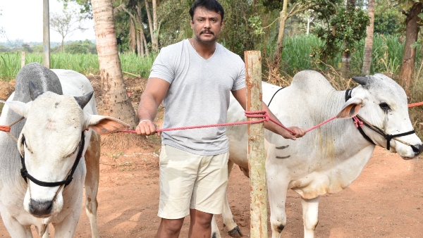 ದರ್ಶನ್ ಫಾರಂ ಹೌಸ್‌ನಲ್ಲಿ ಸಂಕ್ರಾಂತಿ ಆಚರಣೆ ಶುರು | Sankranthi Festival ...